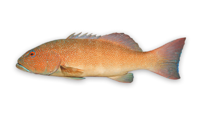 Leopard coral grouper