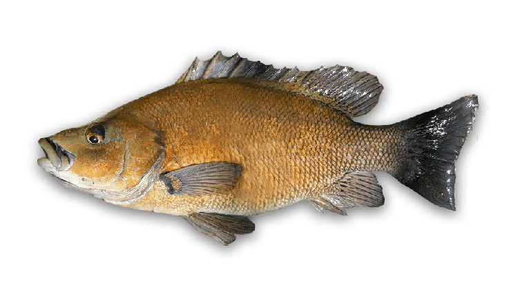 Sooty grunter
