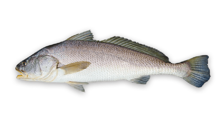 Black jewfish - Fish Info | Fishing Points