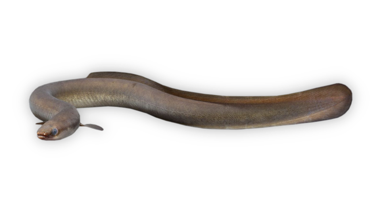 Short-finned eel