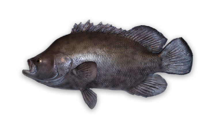 Tripletail