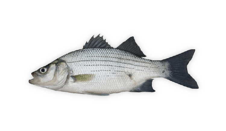White bass