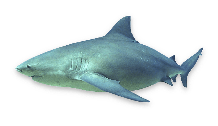 Bull shark - Fish Info | Fishing Points