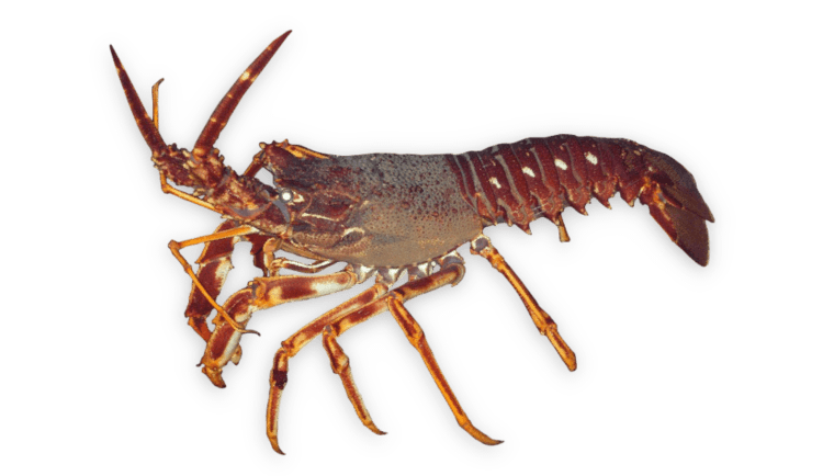 Spiny lobster - Fish Info | Fishing Points