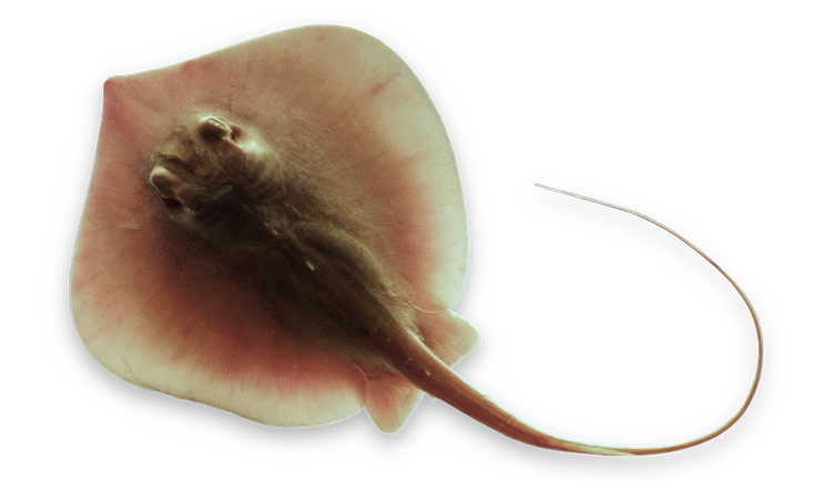 Atlantic stingray